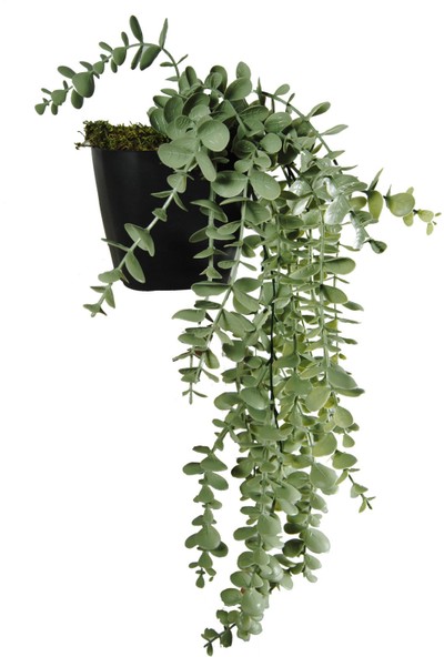 Lilac Home Yapay Çiçek Midi Siyah Saksılı Okaliptus Sarkıtı Lilac Home Yapay Çiçek Midi Siyah Saksılı Okaliptus Sarkıtı