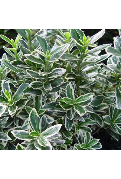 10 Adet Gümüş Taflan, Saksıda, Euonymus Japonicus Silver King 10 Adet Gümüş Taflan, Saksıda, Euonymus Japonicus Silver King