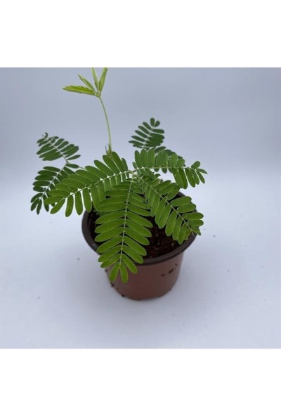 Saksılı Küstüm Çiçeği Fidanı Küçük Boy 3-13 cm Mimosa Pudica Saksılı Küstüm Çiçeği Fidanı Küçük Boy 3-13 cm Mimosa Pudica
