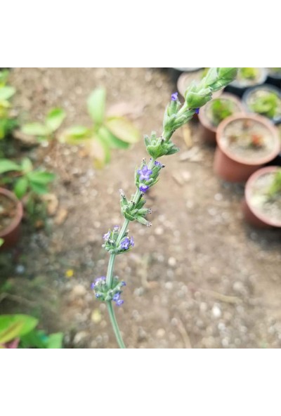 Büyük Boy Gerçek Lavanta Fidanı, Saksıda
