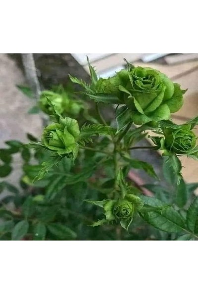 Yeşil Halfeti Gülü Yeşil Halfeti Gülü
