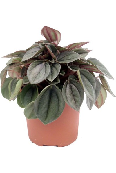 Peperomia Napoli Night (7 cm Saksıda)