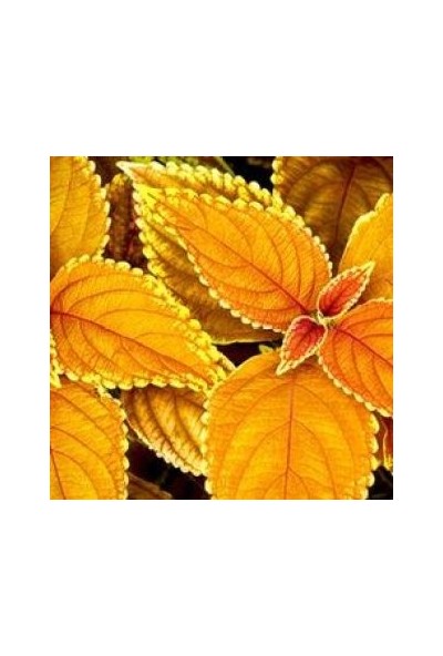 Kamondo Tohum 10 Adet Sarı Renkli Kolyos Çiçeği Tohumu