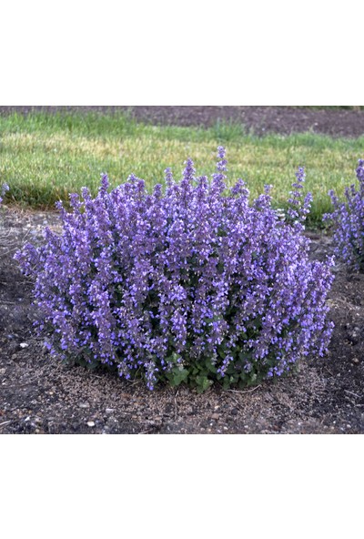 Kamondo Tohum 10 Adet Kedi Nanesi Çiçek Tohumu