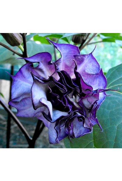 Kamondo Tohum 10 Adet Mavi Renkli Datura Çiçek Tohumu