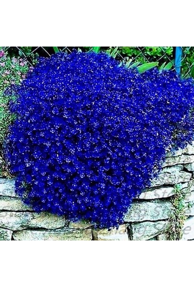 Kamondo Tohum 15 Ader Mavi Renkli Sarkan Lobelya Çiçeği Tohumu