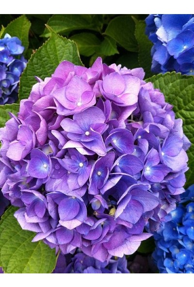 15 Adet Lila Renkli Ortanca Çiçeği Tohumu