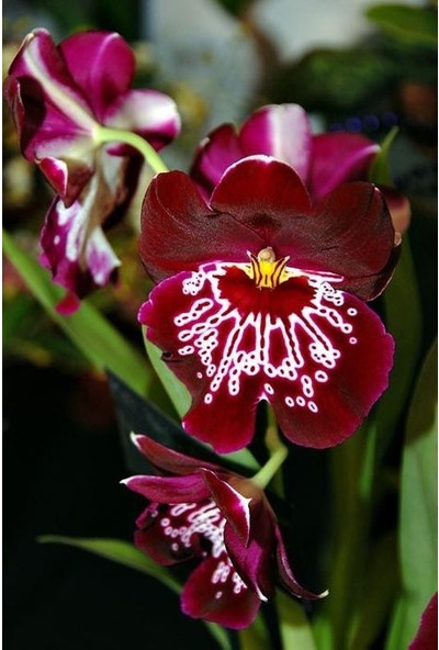 Kamondo Tohum 10 Adet Bordo Renkli Özel Orkide Çiçeği Tohumu