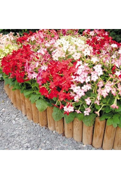 Kamondo Tohum 10 Adet Karışık Renkli Yasemin Tütünü Şarmasık Çiçek Tohumu Kamondo Tohum 10 Adet Karışık Renkli Yasemin Tütünü Şarmasık Çiçek Tohumu