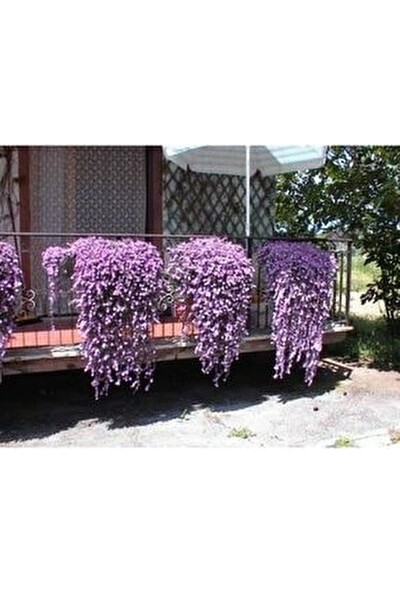 Kamondo Tohum 10 Adet Özel Renkli Sarkan Lobelya Çiçek Tohumu