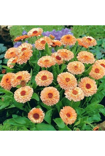 Kamondo Tohum 10 Adet Pembe Renkli Şifalı Aynısafa Çiçek Tohumu Kamondo Tohum 10 Adet Pembe Renkli Şifalı Aynısafa Çiçek Tohumu