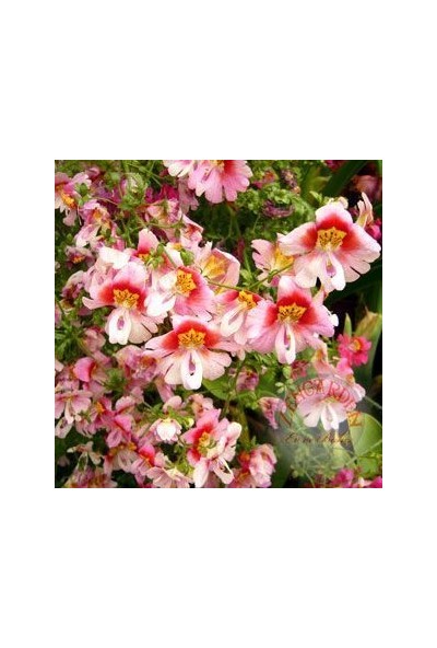 Kamondo Tohum 10 Adet Özel Renkli Kelebek Orkidesi Çiçek Tohumu