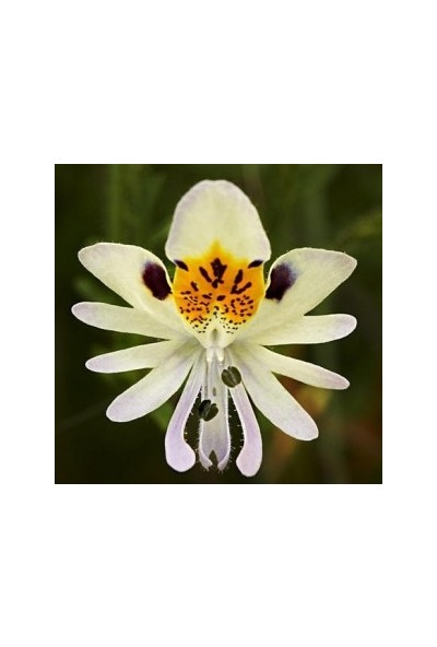 Kamondo Tohum 10 Adet Beyaz-Sarı Kelebek Orkide Çiçek Tohumu