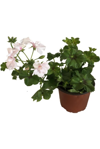 Sakız Sardunya - Pelargonium Peltatum (Beyaz Renk) Sakız Sardunya - Pelargonium Peltatum (Beyaz Renk)