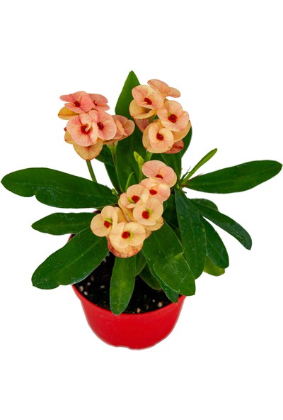 Euphorbia Milii Dikenler Tacı - Kırmızı Sarı Çiçek (8,5'luk Saksıda)