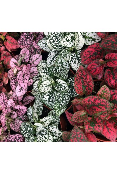 Saksılı Fittonia Hostes Çiçeği Çilli Yaprak Güzeli Yeşil Mor Saksılı Fittonia Hostes Çiçeği Çilli Yaprak Güzeli Yeşil Mor