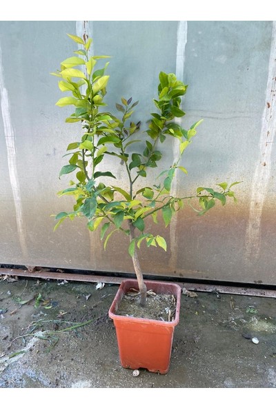 Saksıda Yediveren Limon Fidanı 1 Adet Saksıda Yediveren Limon Fidanı 1 Adet