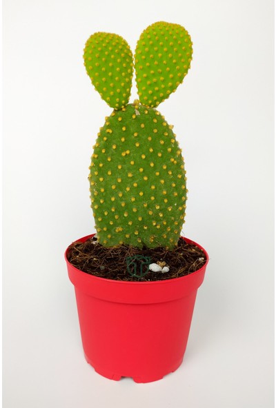 Toptan Kaktüs Tavsan Kulağı Yesil Opuntia 8.5 cm Kırmızı Saksıda Toptan Kaktüs Tavsan Kulağı Yesil Opuntia 8.5 cm Kırmızı Saksıda