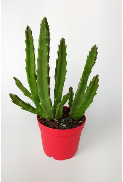 Leş Kaktüsü Stapelia Grandiflora Büyük Boy 8.5 cm Kırmızı Saksıda