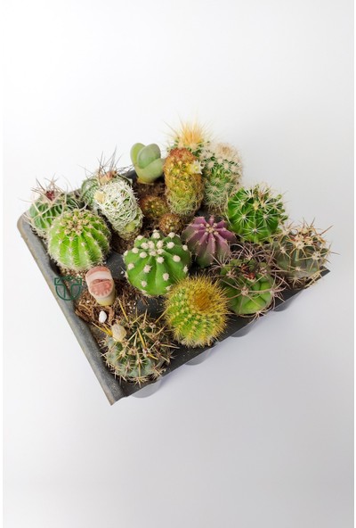 16 Lı Süper Set - 16 Adet Özel Tür Kaktüs Fidesi 16 Lı Süper Set - 16 Adet Özel Tür Kaktüs Fidesi