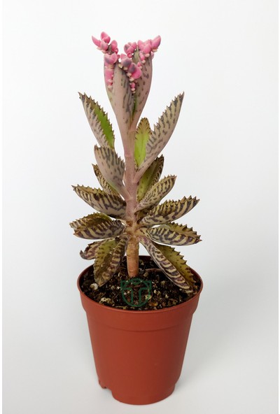Aşkın Gözyaşları Çiçeği Kalanchoe Daigremontiana Pembe 5.5 cm Saksıda Aşkın Gözyaşları Çiçeği Kalanchoe Daigremontiana Pembe 5.5 cm Saksıda