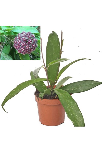 Mum Çiçeği Mor Hoya Pubicalyx 10 cm + 2 Kök