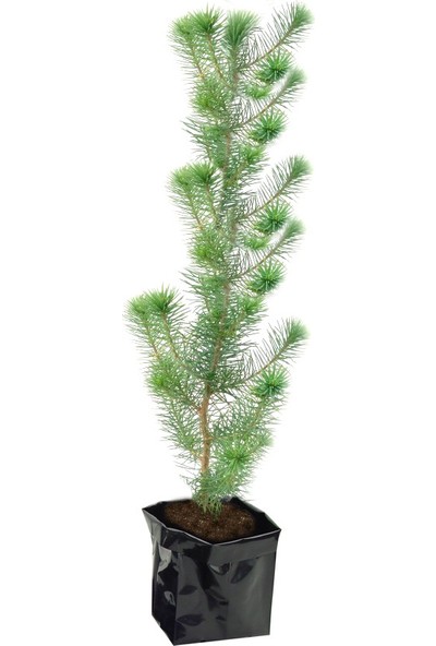 Fıstık Çam Ağacı 50x70 cm