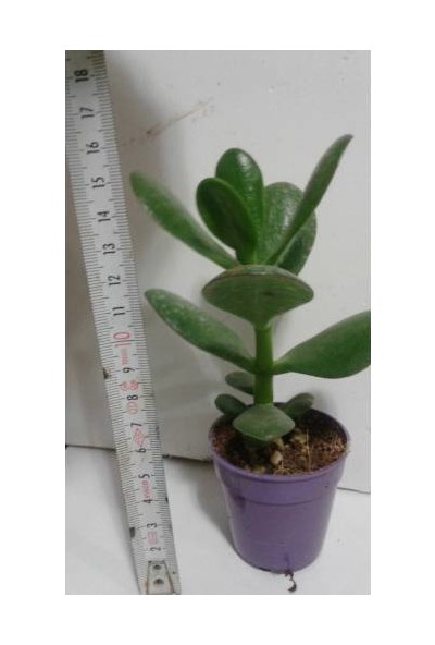 Para Çiçeği 14-16 Cm