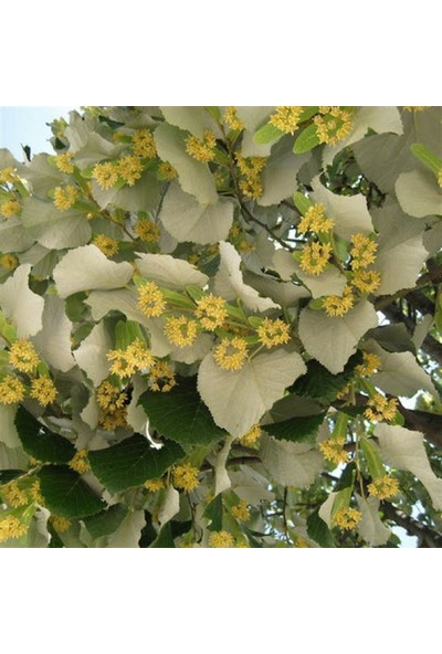 Gümüşi Ihlamur (Tilia Tomentosa) Fidanı