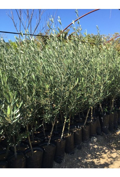 Gemlik Zeytin Fidanı Tüplü