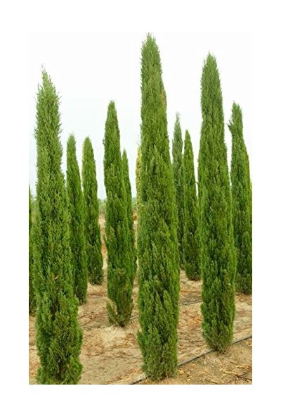 Tunç Botanik Akdeniz Servisi 10 Adet - Çit Bitkisi 40-60 Cm