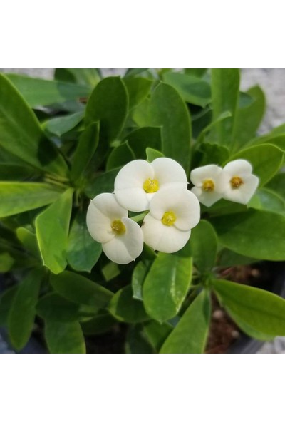 Berke Fidancılık İthal Beyaz Euphorbia Milii / Dikenler Tacı Saksıda Berke Fidancılık İthal Beyaz Euphorbia Milii / Dikenler Tacı Saksıda