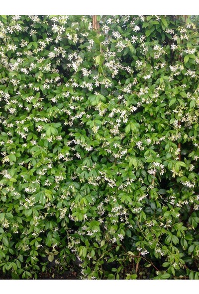 Tunç Botanik Arap Yasemini 3 Adet Büyük Boy 2.5 Metre - Çiçekli Kokulu Sarılıcı Bitki Tunç Botanik Arap Yasemini 3 Adet Büyük Boy 2.5 Metre - Çiçekli Kokulu Sarılıcı Bitki