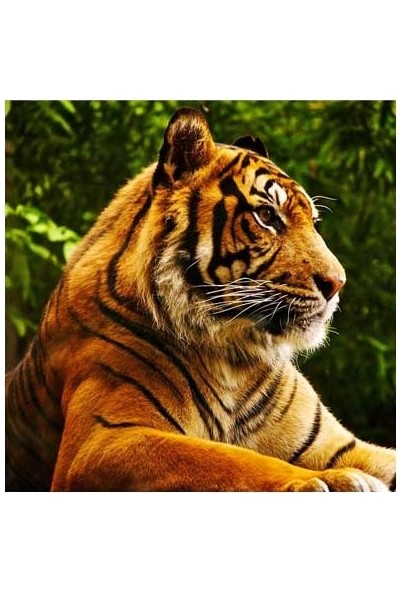 Artikel Kaplan Bulaşık Makinesi Sticker