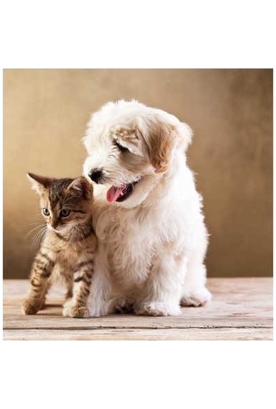 Artikel Dostluk Bulaşık Makinesi Sticker