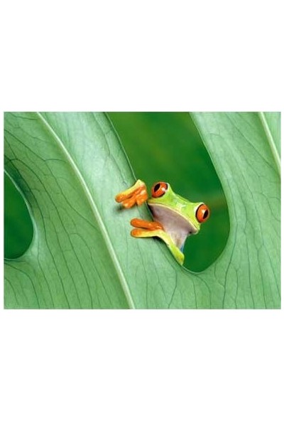 Artikel Kurbağa Notebook Sticker,Laptop sticker,Hp Sticker,Asus Sticker,15.6 inç Sticker Artikel Kurbağa Notebook Sticker,Laptop sticker,Hp Sticker,Asus Sticker,15.6 inç Sticker