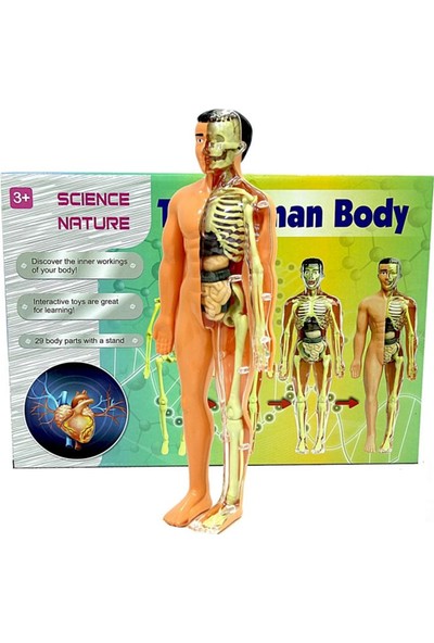 Kızılkaya İnsan Vücudu 3D Eğitim Seti