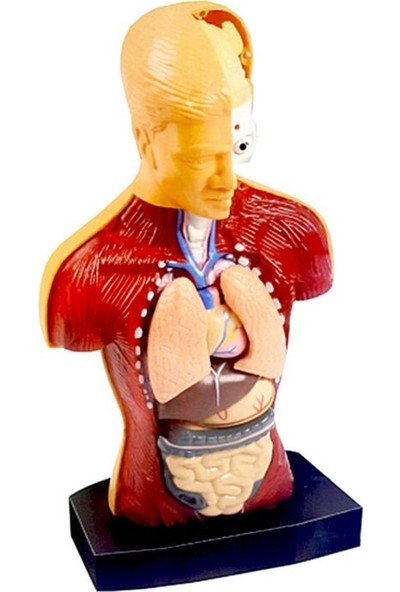 Kızılkaya İnsan Vücudu 3D Eğitim Seti