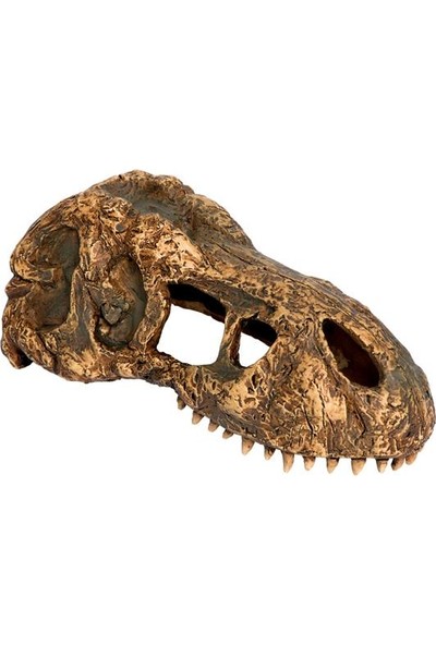 Exo Terra T-Rex Kafatası S