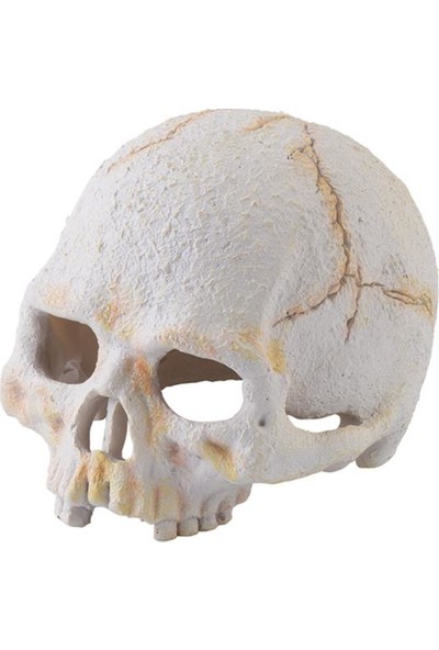 Exo Terra İnsan Kafatası S