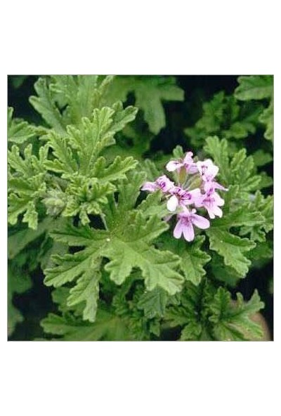 Berke Fidancılık Parfüm Kokulu Gül Damlası (Itır) Bitkisi