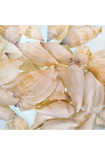 Evinizdeki Okyanus Esintisi Turkuaz Hediyelik Deniz Kabuğu 100 gr Paket Strombus Epıdormıs Evinizdeki Okyanus Esintisi Turkuaz Hediyelik Deniz Kabuğu 100 gr Paket Strombus Epıdormıs