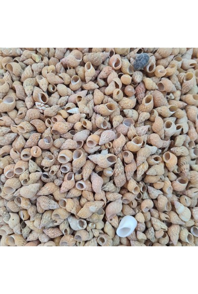 Evinizdeki Okyanus Esintisi Turkuaz Hediyelik Deniz Kabuğu 100 gr Paket Pasıo Pasıo Evinizdeki Okyanus Esintisi Turkuaz Hediyelik Deniz Kabuğu 100 gr Paket Pasıo Pasıo