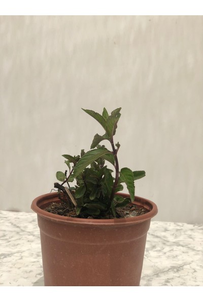 Mucize Otlar Mentollü Tıbbi Nane