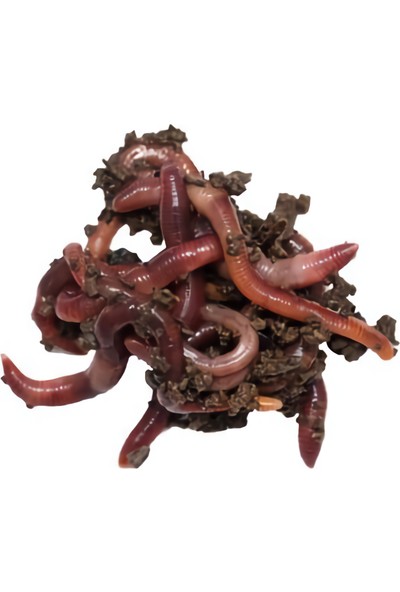 1.000 Adet Kırmızı Kaliforniya Solucanı