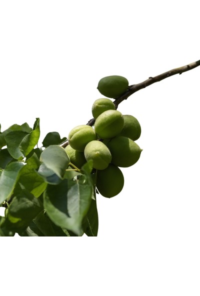 Morgri Taze Çağla Kayısı - Yeşil Malatya Kayısısı (1000 gr ) Morgri Taze Çağla Kayısı - Yeşil Malatya Kayısısı (1000 gr )