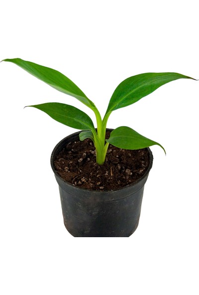 Grow Botanik Tüplü Muz Fidanı 10 Adet (Mini Boy 15-20cm) Grow Botanik Tüplü Muz Fidanı 10 Adet (Mini Boy 15-20cm)
