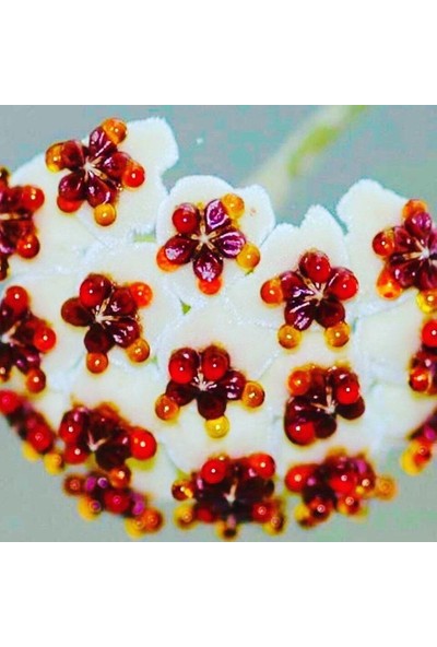 Akdeniz Tarım Hoya Kerri 60-80 cm Kalp Yapraklı Kokulu Mumçiçeği Bitkisi
