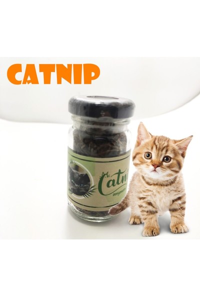 Strong Art Catnip Doğal Kedi Otu - Kedi Nanesi