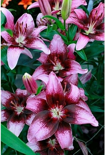 Kamondo Tohum 2 Adet Bordo-Pudra Renkli Zambak Çiçeği Soğanı Kamondo Tohum 2 Adet Bordo-Pudra Renkli Zambak Çiçeği Soğanı